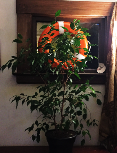 Growing with LifeRing - LifeRing Secular Recovery